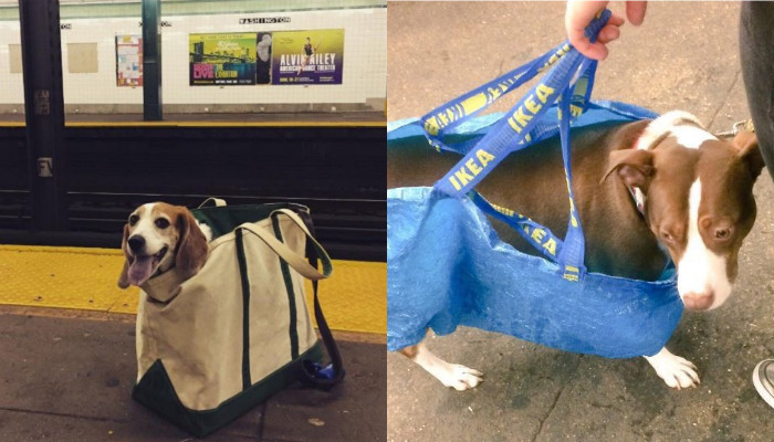 Are Dogs Allowed On The Subway