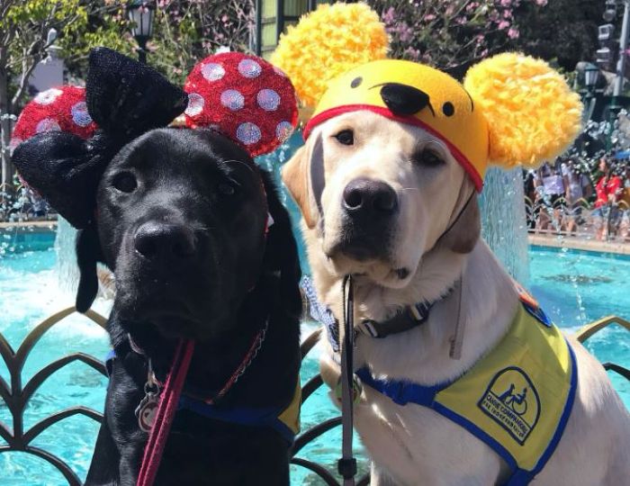 Are Pet Dogs Allowed Inside Disneyland Park